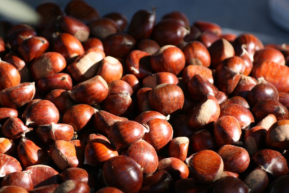 La castaña, el fruto del Otoño - Infogal